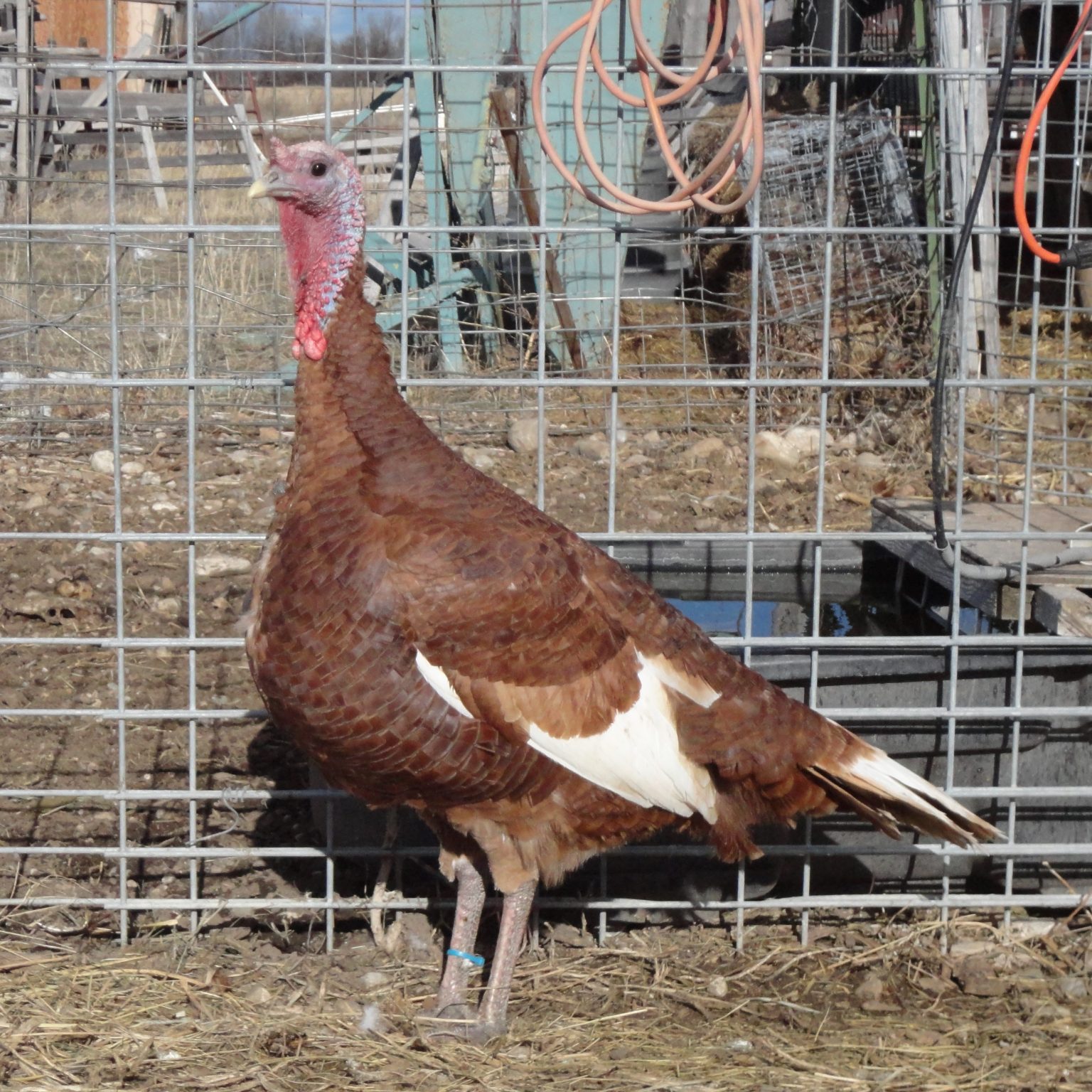 Raising Heritage Turkey Breeds - Backyard Poultry
